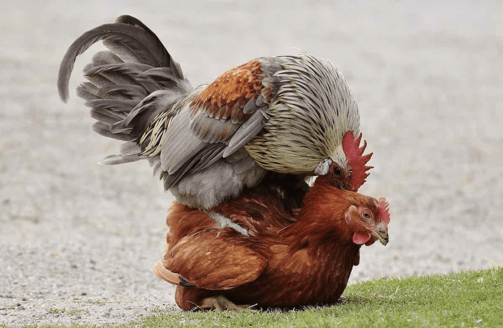 How Do Chickens Mate? A Guide to Rooster & Hen Reproduction
